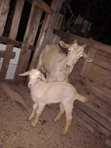 "cabras e cabritos" no Brasil