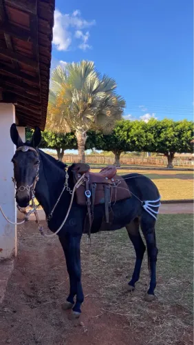 "uma mula" no Brasil