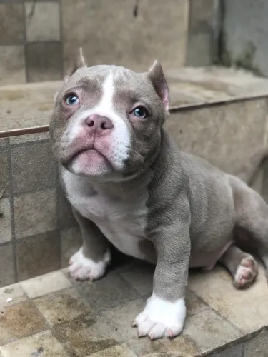 "american bully micro" - Cachorros no Brasil