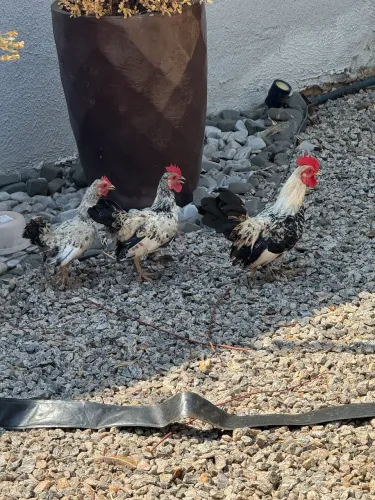 "mini garnizes" no Brasil