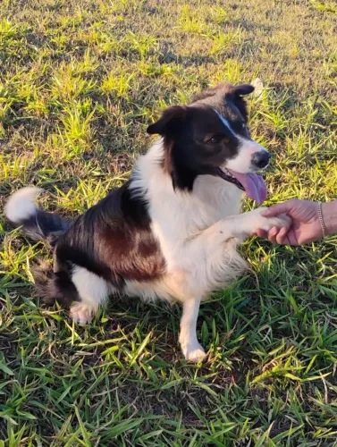 "border colie" no Brasil