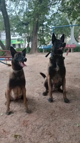 "mallinois" no Brasil