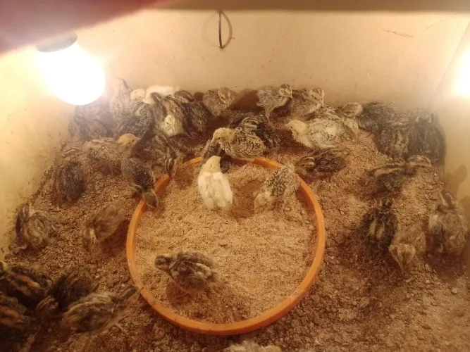 "filhotes de codornas" - Outros animais no Brasil