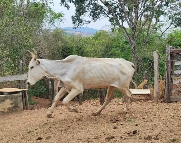 "vaca nelore" - Animais para agropecuária no Brasil