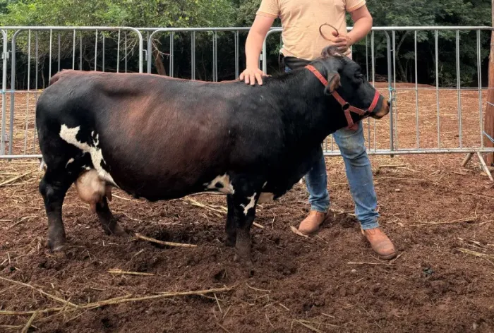 "mini vaca" - Animais para agropecuária no Brasil