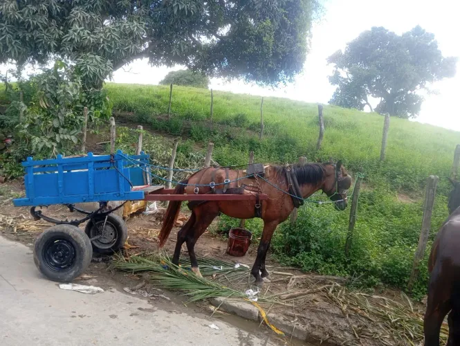 "carroca de animal" no Brasil
