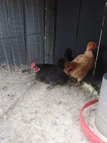 "garnizes nagasaki" no Brasil