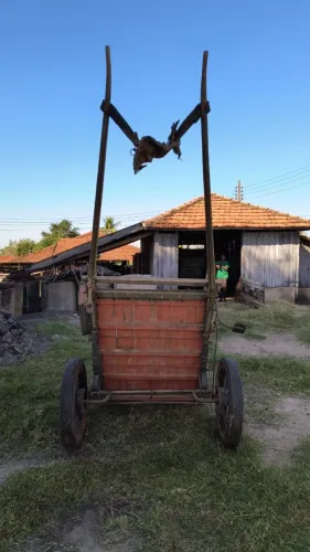 "carroca de animal" no Brasil