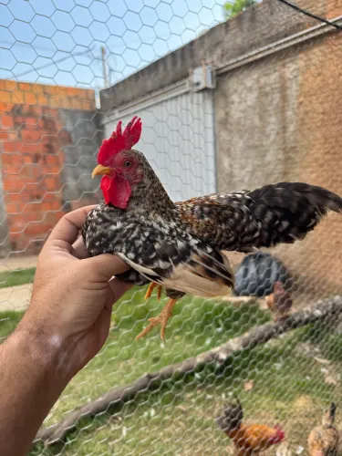 "mini garnizes" no Brasil