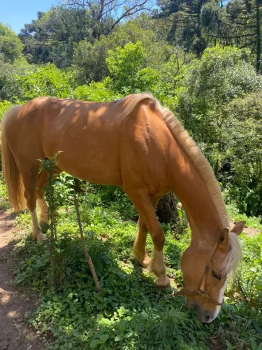 "baias de cavalo" - Animais para agropecuária no Brasil