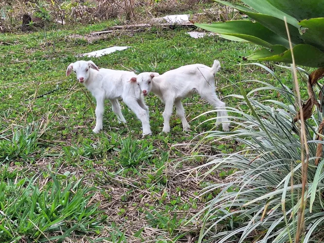"cabras e cabritos" no Brasil