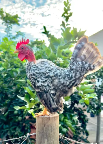 "garnizes nagasaki" no Brasil