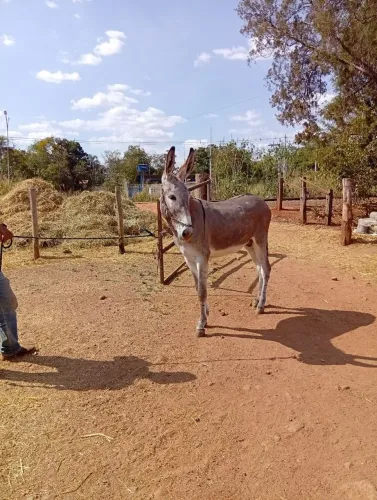 "jumentos" no Brasil