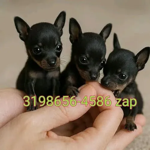 "filhotes de pinscher zero" - Cachorros no Brasil