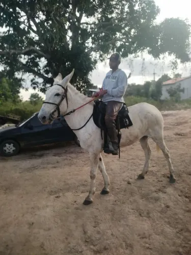 "uma mula" no Brasil