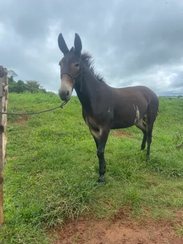 "uma mula" no Brasil