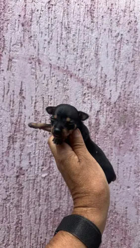 "pinscher 0" - Cachorros no Brasil