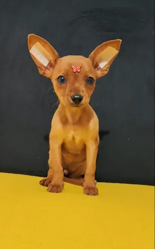 "filhote pinscher puro" - Cachorros no Brasil