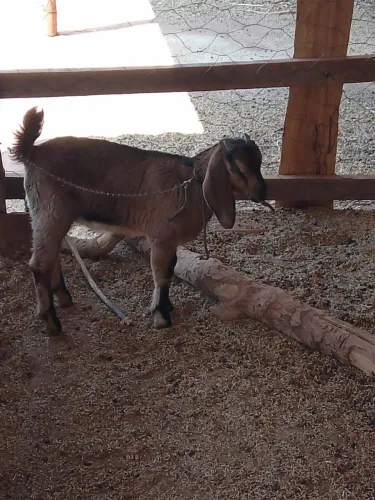 "bode filhote" no Brasil