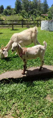 "bode filhote" no Brasil