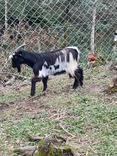 "mini cabras" no Brasil