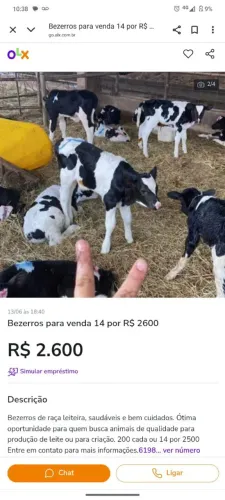 "bezerros ou bezerras" no Brasil