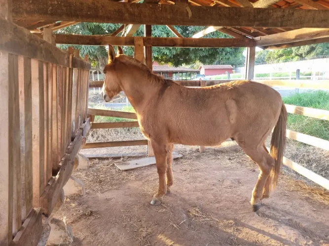 "burro mula" no Brasil