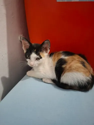 "gata tricolor" - Gatos no Brasil