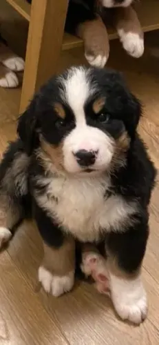"filhotes de bernese" - Cachorros no Brasil