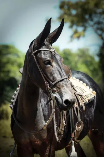 "uma mula" no Brasil