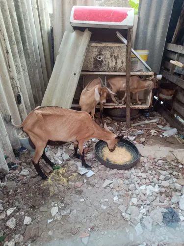 "bode filhote" no Brasil