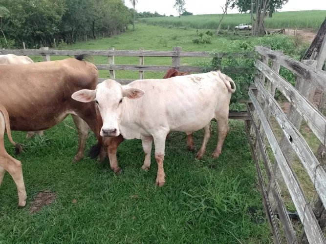 "mini vaca" - Animais para agropecuária no Brasil