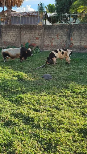 "mini vaca" - Animais para agropecuária no Brasil