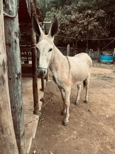 "jumentos" no Brasil