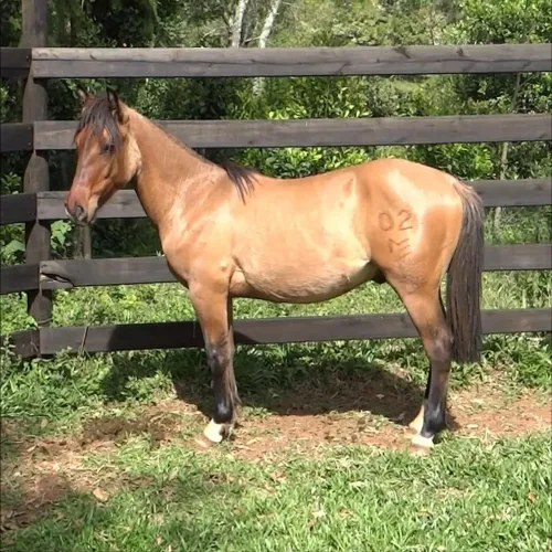 "potros e potras" no Brasil