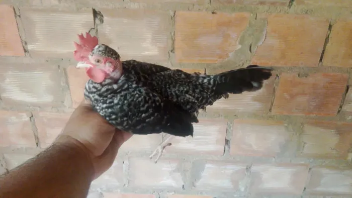 "mini garnizes" no Brasil