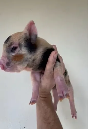 "mini pig" no Brasil