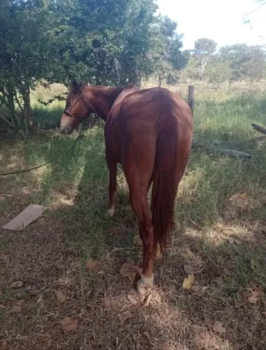 Cavalos no Distrito Federal e região, DF