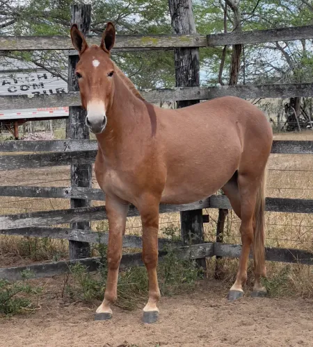 "burro mula" no Brasil