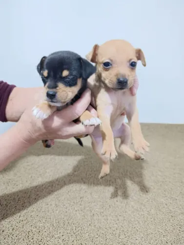 "filhotes de pinscher zero" - Cachorros no Brasil