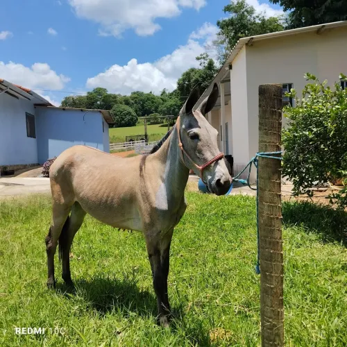 "uma mula" no Brasil