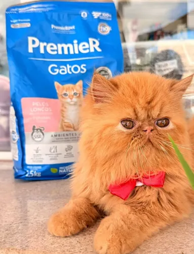 Gatos no Brasil