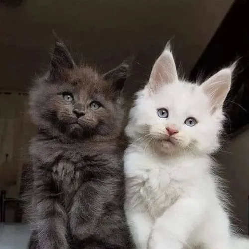 "maine coon" - Gatos no Brasil