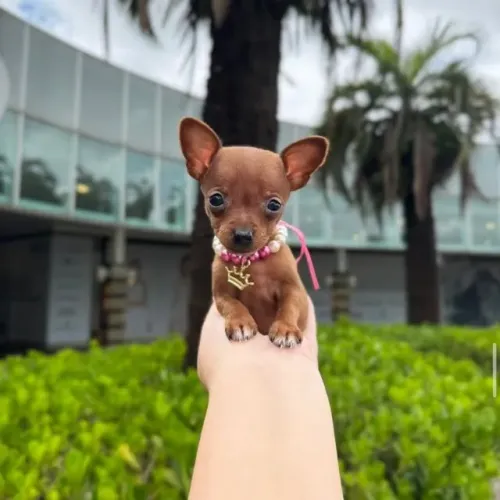 "pinscher 00 miniatura" - Cachorros no Brasil