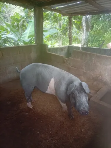 "porco nilo" no Brasil