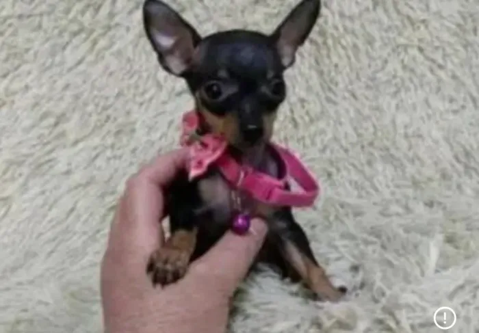 "pinscher 0" - Cachorros no Brasil