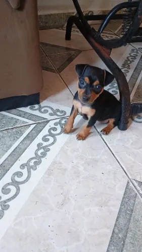 "cachorro pinscher 1" - Cachorros no Brasil