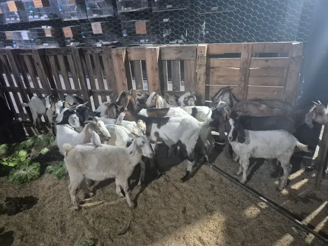 "cabras e cabritos" no Brasil