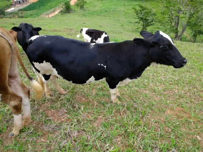 "mini vaca" - Animais para agropecuária no Brasil