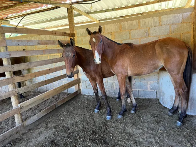 "potros e potras" no Brasil